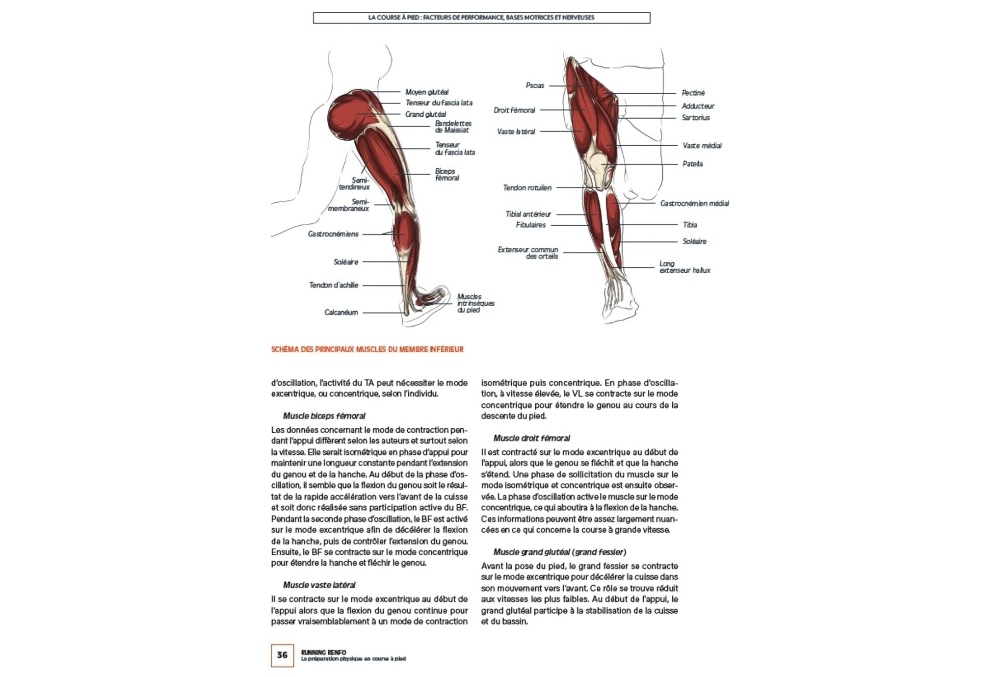 4Trainer Running Renfo - La préparation physique en course à pied